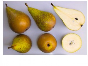 Paradise Pear - Heritage Fruit Trees