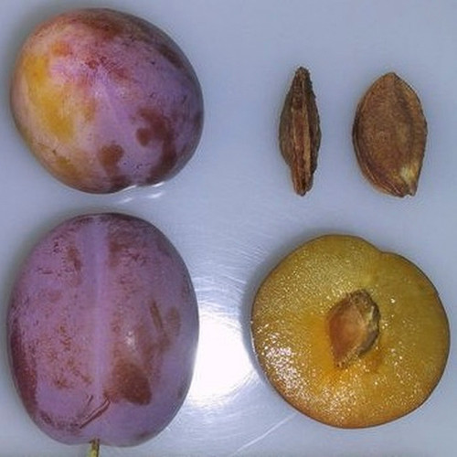Angelina Burdett European Plum - Heritage Fruit Trees