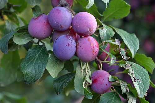 Fruit Trees - Plum Trees - European Plums - Prunes - Heritage Fruit Trees