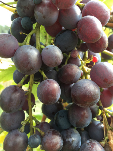 Berries and Vine Fruit - All grape varieties - Page 1 - Heritage Fruit ...