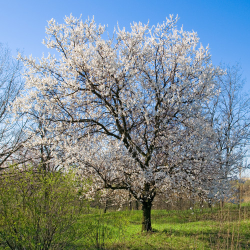 Pink Flowering Apricot (Prunus mumé) - Heritage Fruit Trees
