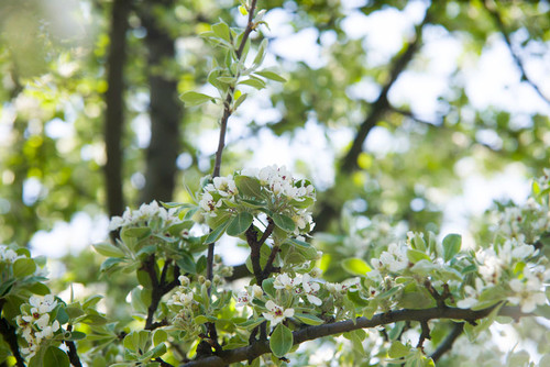Snow Pear (Pyrus nivalis) - Heritage Fruit Trees