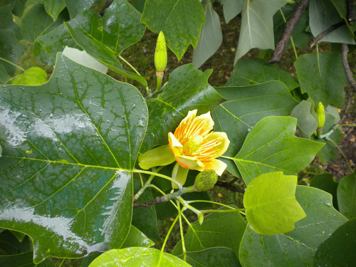 Ornamental Plants - Avenue Trees - Heritage Fruit Trees