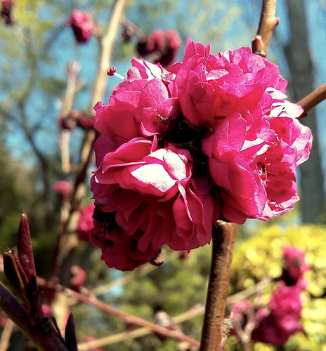 Ornamental Plants - Flowering Trees and Shrubs - Flowering Almond ...