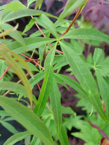 Ornamental Plants - Page 1 - Heritage Fruit Trees