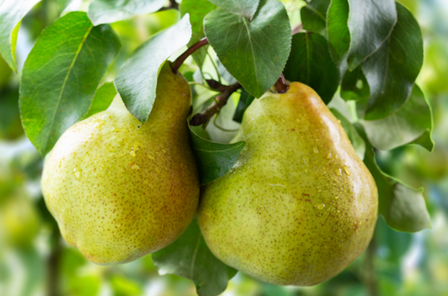 Fruit Trees - Nashi (Asian) Pear Trees - Heritage Fruit Trees