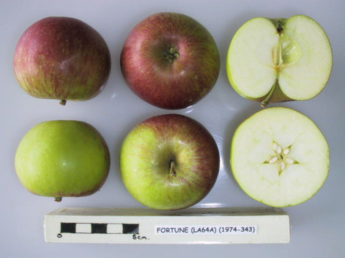 Fruit Trees - Page 5 - Heritage Fruit Trees