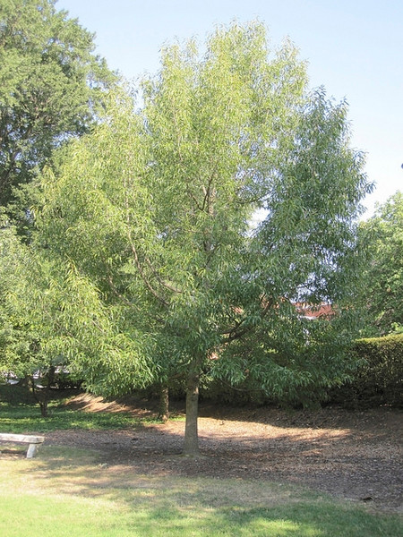 Shop - Ornamental Plants - Large Ornamental Trees - Heritage Fruit Trees