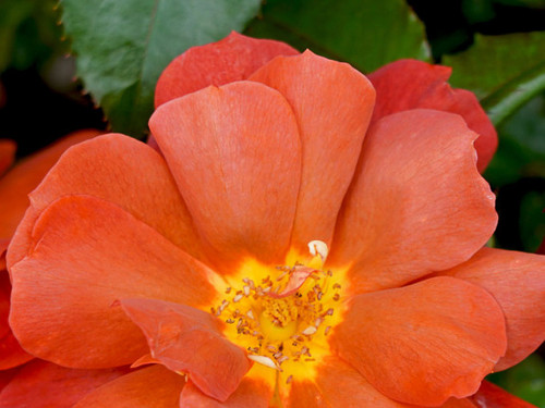 Shop - Ornamental Plants - Roses - Page 1 - Heritage Fruit Trees