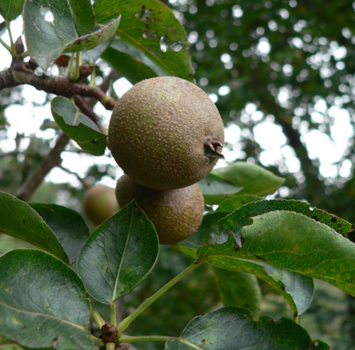Shop - Ornamental Plants - Ornamental Pears - Heritage Fruit Trees
