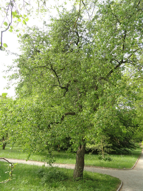 Paradise Pear - Heritage Fruit Trees