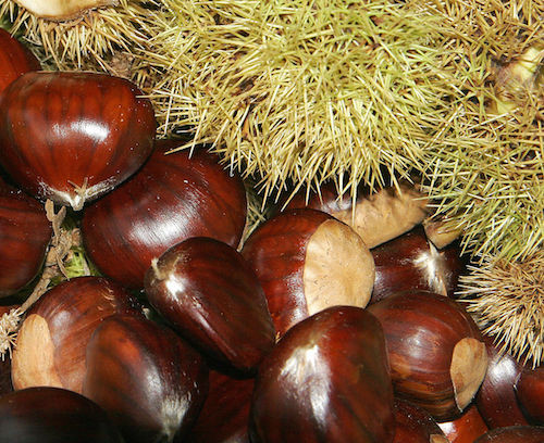 Shop - Nut Trees - Page 1 - Heritage Fruit Trees