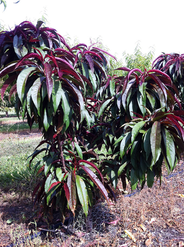 Sunset™ Peach (super-dwarf) - Heritage Fruit Trees