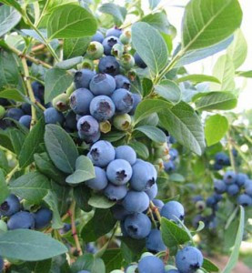 Elliott Blueberry - Heritage Fruit Trees