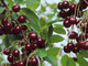 Morello Cherry - Heritage Fruit Trees
