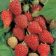 Chilcotin Raspberry - Heritage Fruit Trees