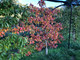 Beurre Bosc Pear - Heritage Fruit Trees