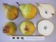 Packham's Triumph Pear - Heritage Fruit Trees