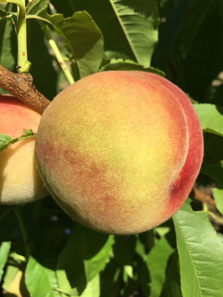 Shop - Fruit Trees - Peach Trees - Page 1 - Heritage Fruit Trees