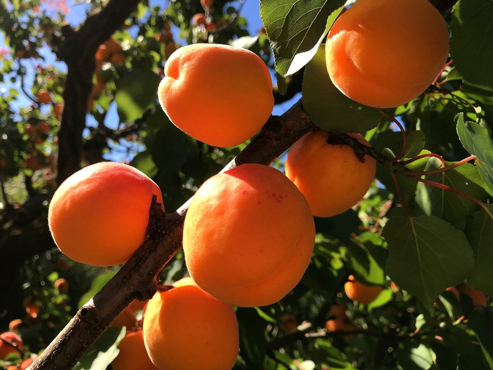 Shop - Fruit Trees - Apricot Trees - Heritage Fruit Trees