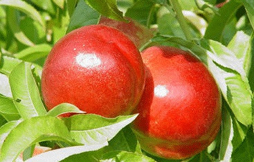 Shop - Fruit Trees - Nectarine Trees - Dwarf Nectarines - Heritage ...