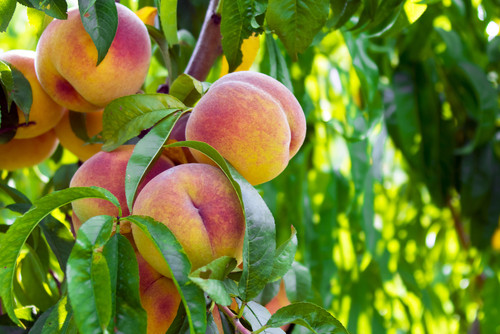 Shop - Fruit Trees - Peach Trees - Dwarf Peaches - Heritage Fruit Trees