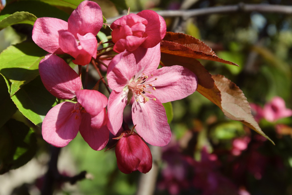 Craig Hall Crabapple (Malus 'Craig Hall') - Heritage Fruit Trees