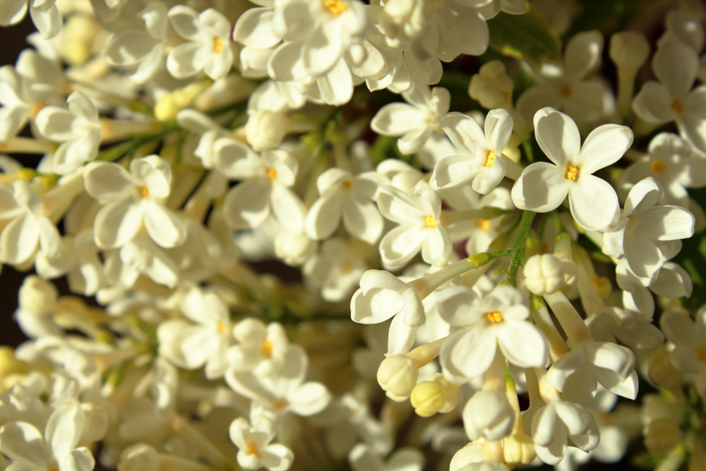 Primrose Lilac - Heritage Fruit Trees