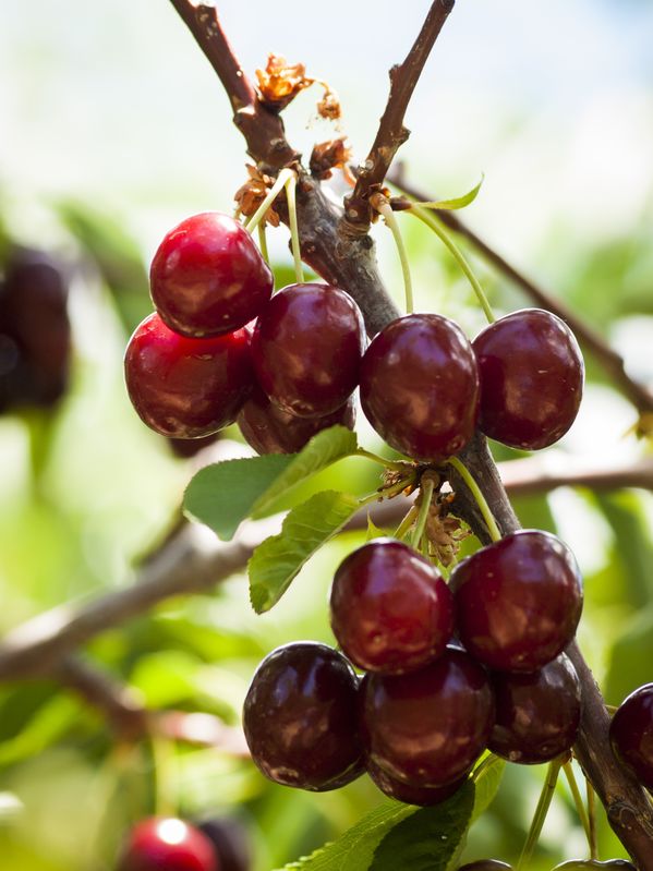 Lambert Cherry - Heritage Fruit Trees