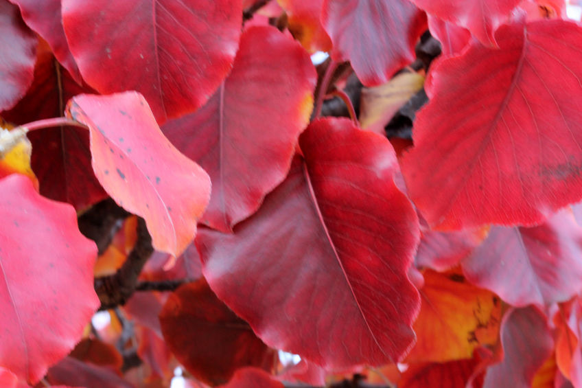 Autumn Blaze Ornamental Pear (Pyrus calleryana 'Autumn Blaze ...