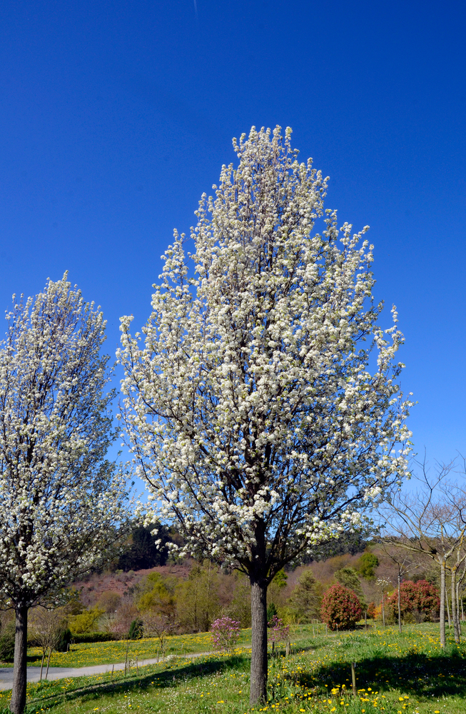 Cleveland Select Ornamental Pear (Pyrus calleryana 'Cleveland Select ...