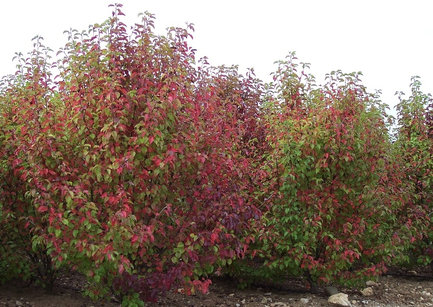 Red Spire Ornamental Pear (Pyrus calleryana 'Red Spire') - Heritage ...