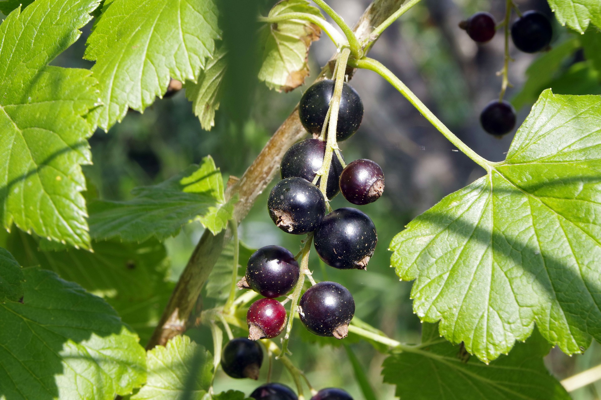 Royal de Naples Currant - Heritage Fruit Trees