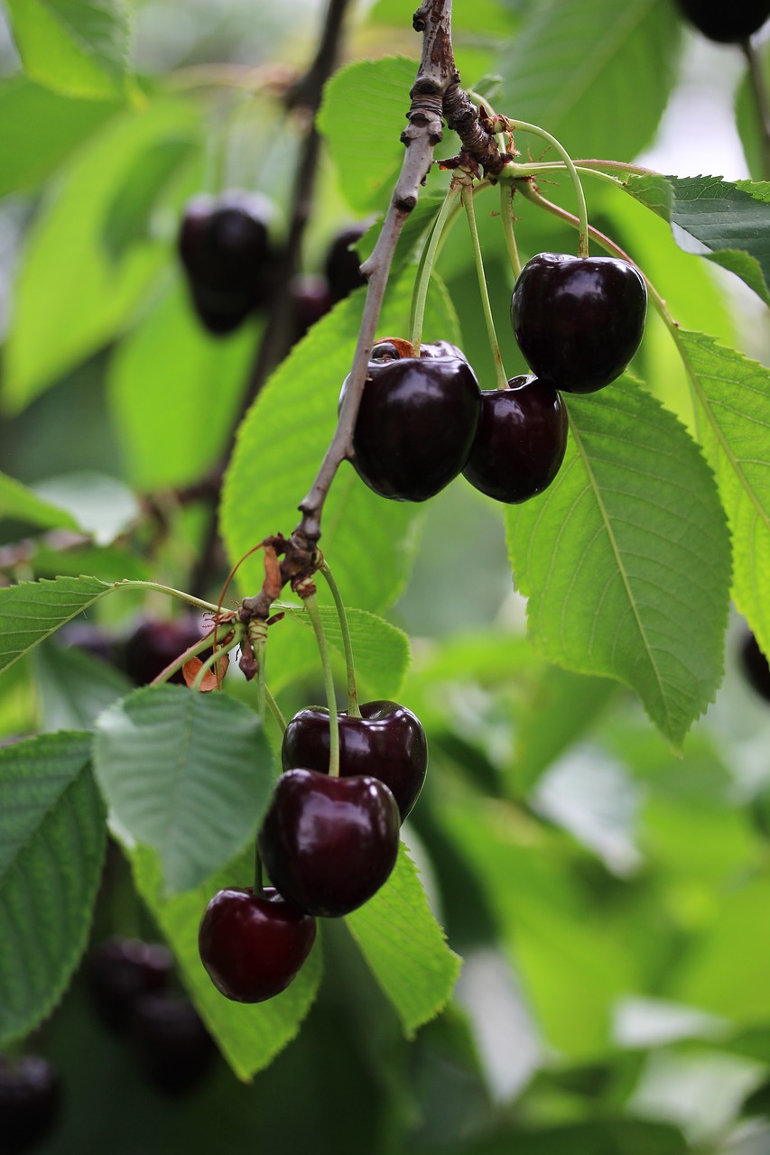 St Margaret Cherry - Heritage Fruit Trees
