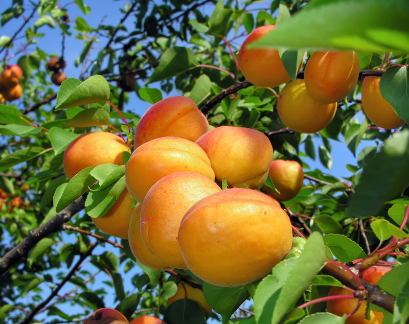 Tilton Apricot - Heritage Fruit Trees
