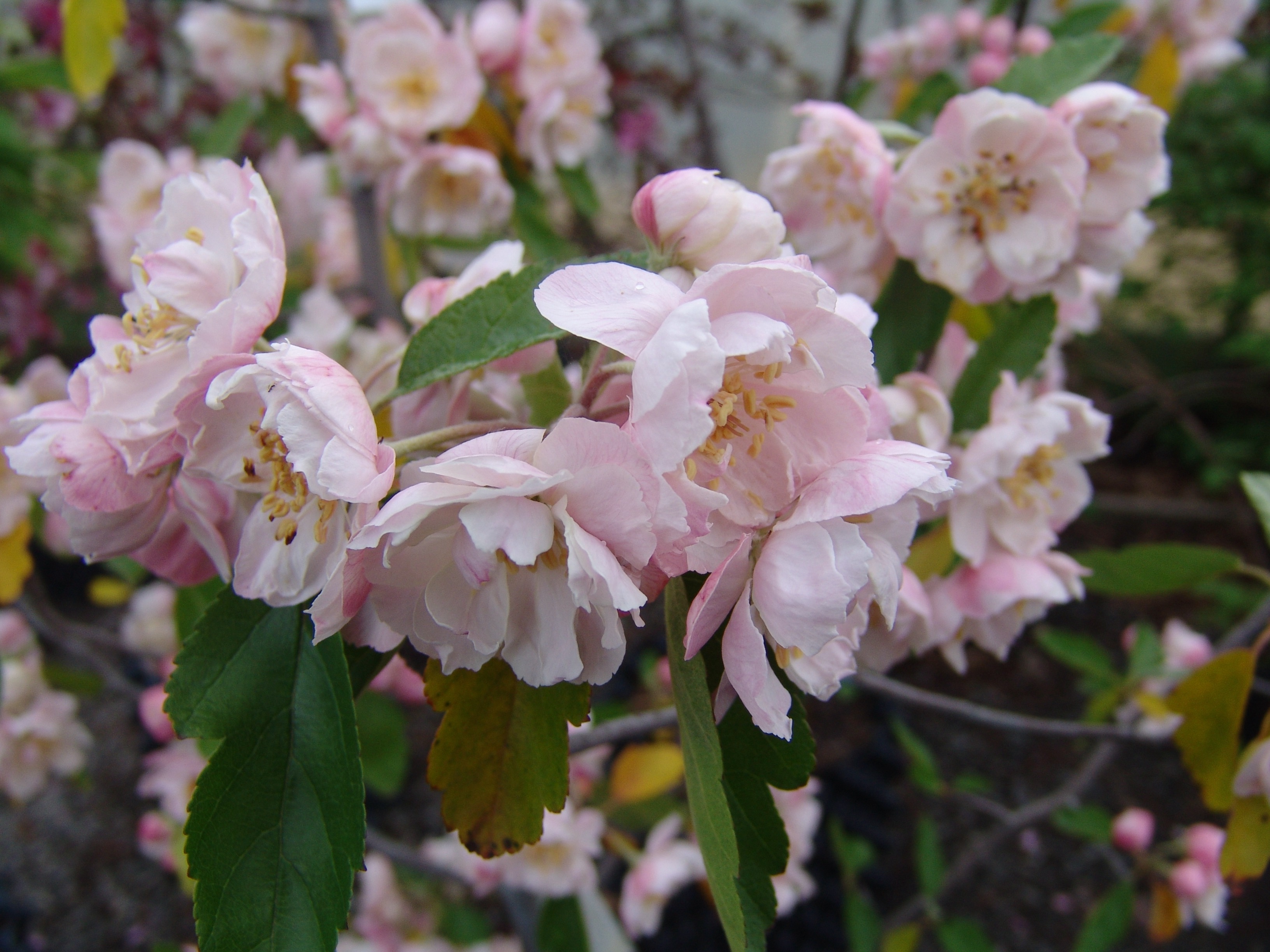 Bechtel Crab Crabapple (Malus ioensis 'Plena') - Heritage Fruit Trees