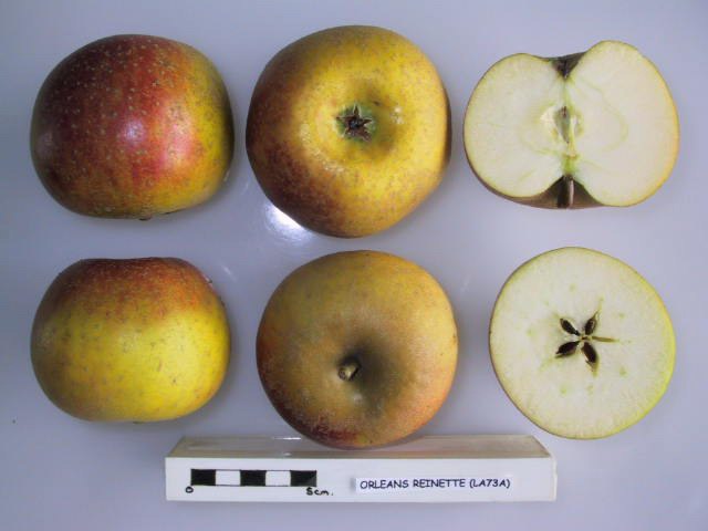 Orleans Reinette Apple (medium) - Heritage Fruit Trees