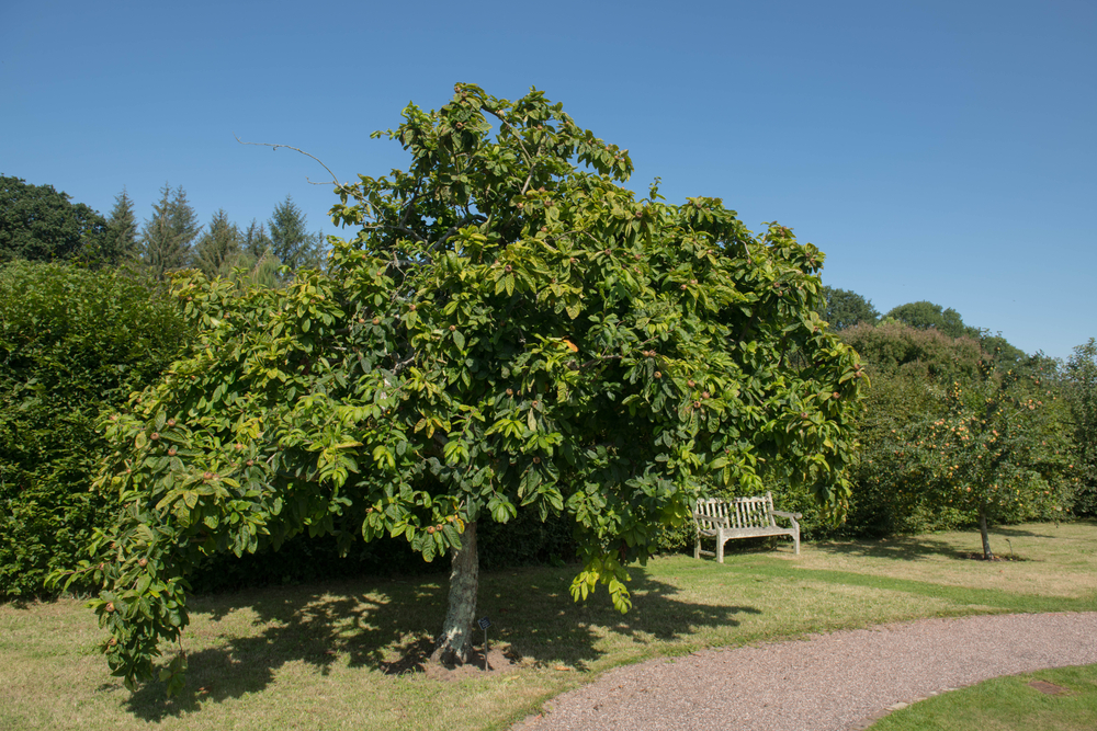 Nottingham Medlar (Mespilus germanicus 'Nottingham') - Heritage Fruit Trees