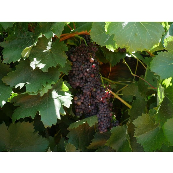 Zante Currant Seedless Grape - Heritage Fruit Trees