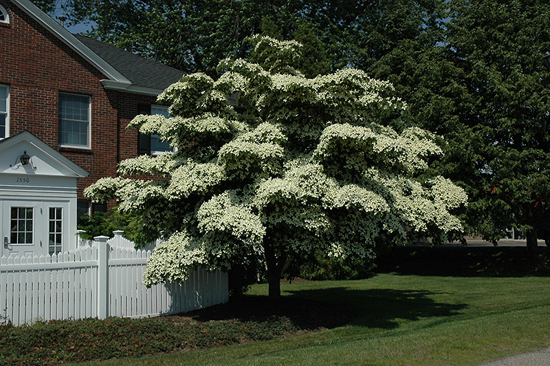Chinese Dogwood (Cornus kousa 'Chinensis') - Heritage Fruit Trees