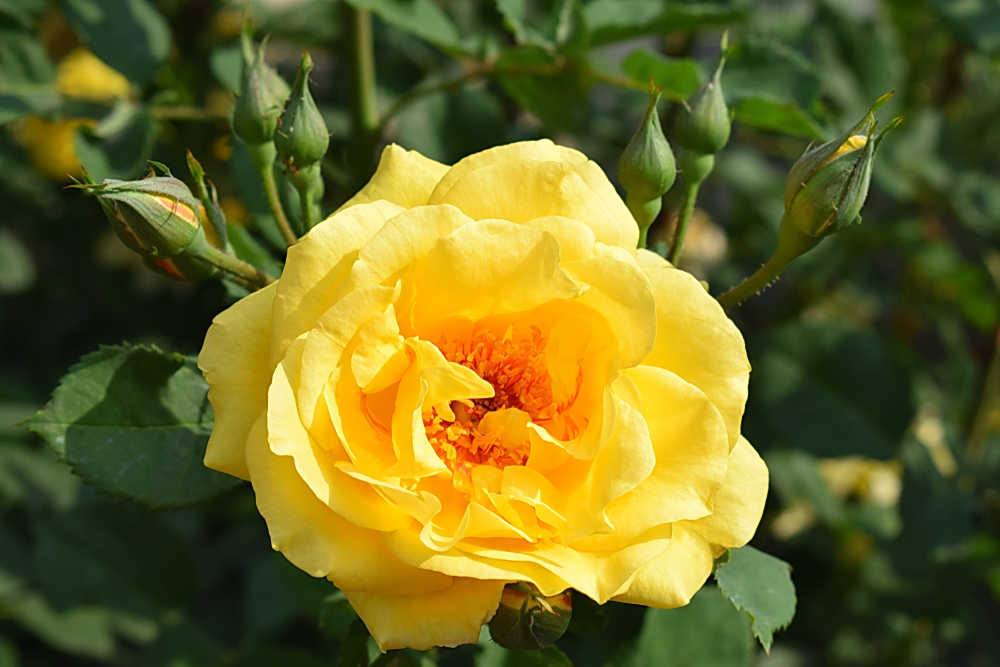 Golden Gate Rose - Heritage Fruit Trees