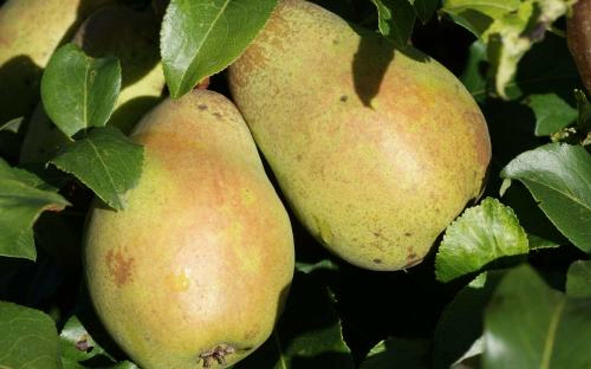 Glou Morceau European Pear (semi-dwarf) - Heritage Fruit Trees