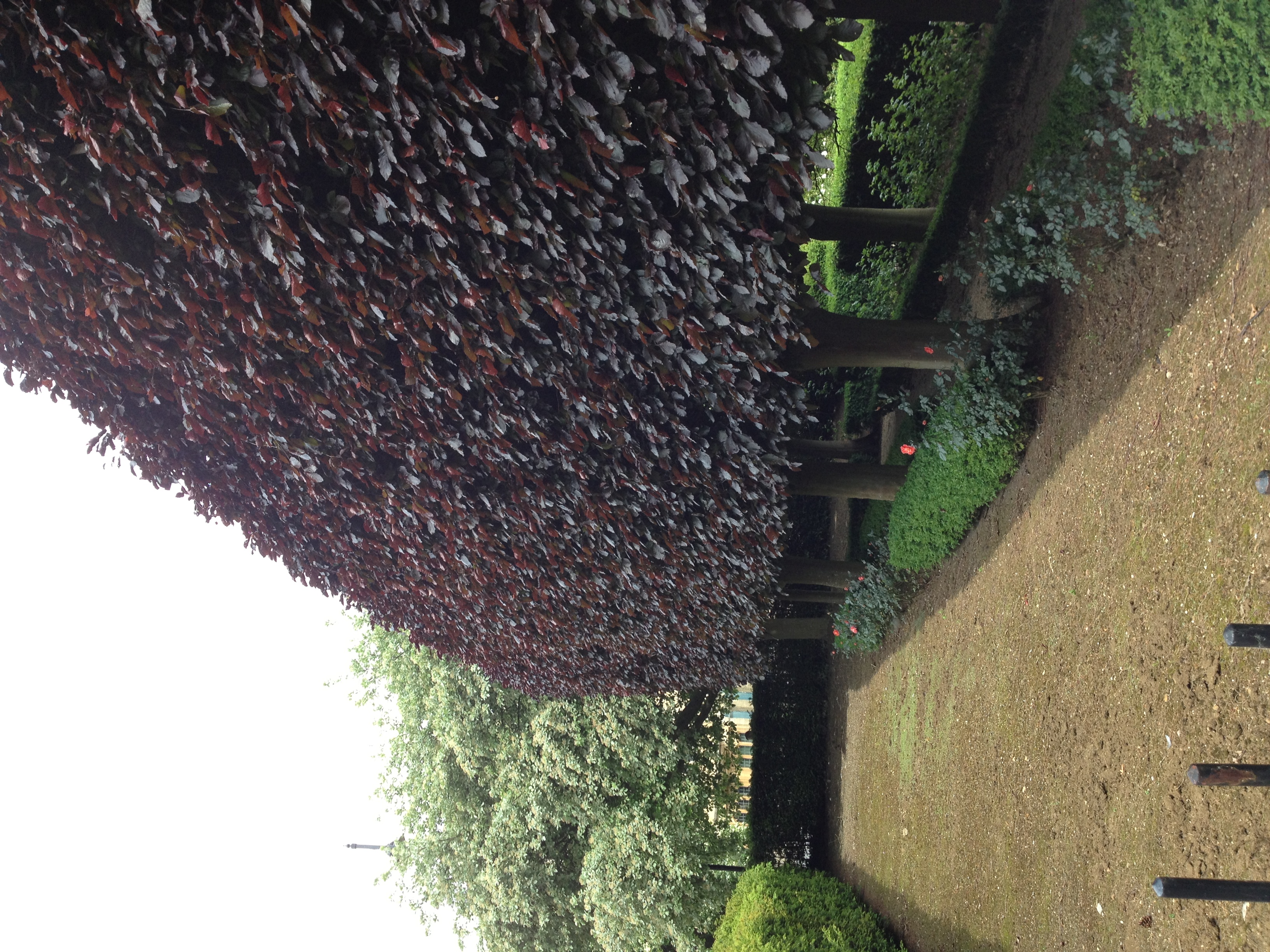 Copper Beech (Fagus sylvatica f. purpurea) - Heritage Fruit Trees