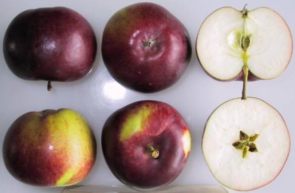 Barry Apple (medium) - Heritage Fruit Trees