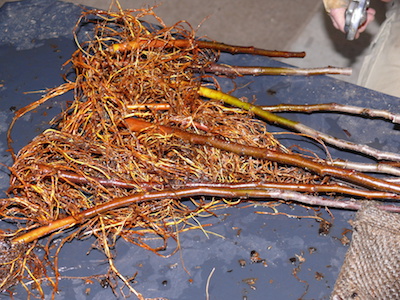 Apple Rootstock MM102 - Heritage Fruit Trees