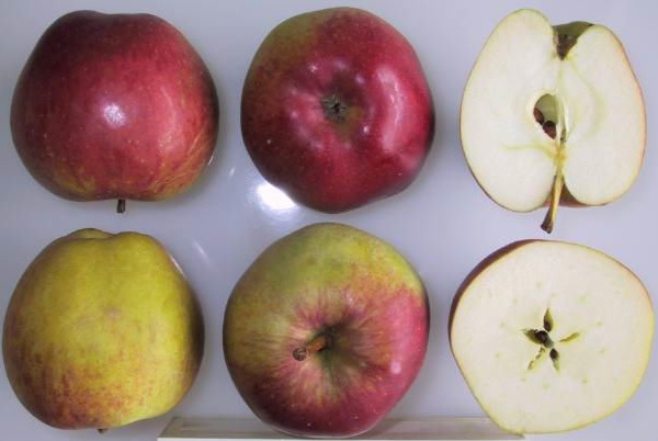 Dorsett Golden Apple (medium) - Heritage Fruit Trees