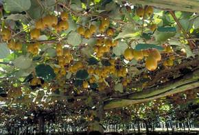 Hayward Kiwi Fruit (female) - Heritage Fruit Trees