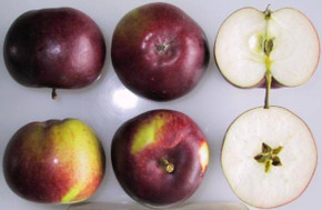 Barry Apple (medium) - Heritage Fruit Trees