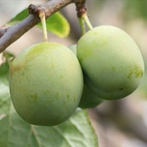Greengage (Green Gage) European Plum - Heritage Fruit Trees