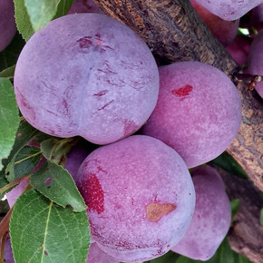 Ruby Japanese Blood Plum - Heritage Fruit Trees